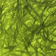 Klamath Blue-Green Algae (Aphanizomenon Flos Aquae) human nutrition ...