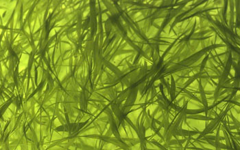 Klamath Blue-Green Algae (Aphanizomenon Flos Aquae) human nutrition ...